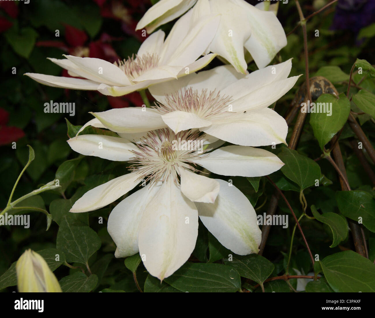 Clematis henryi hi-res stock photography and images - Alamy