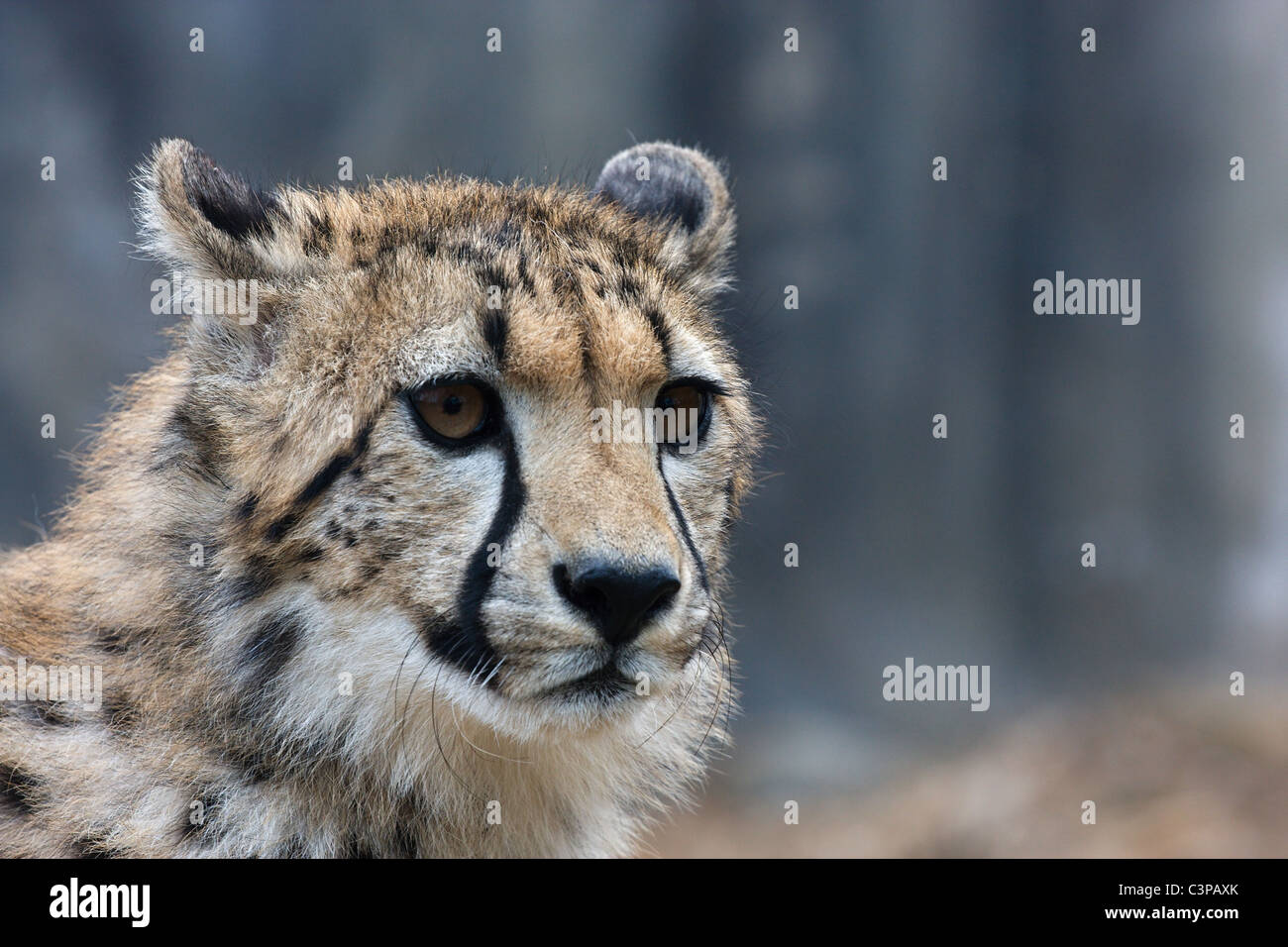African wild cat hi-res stock photography and images - Alamy