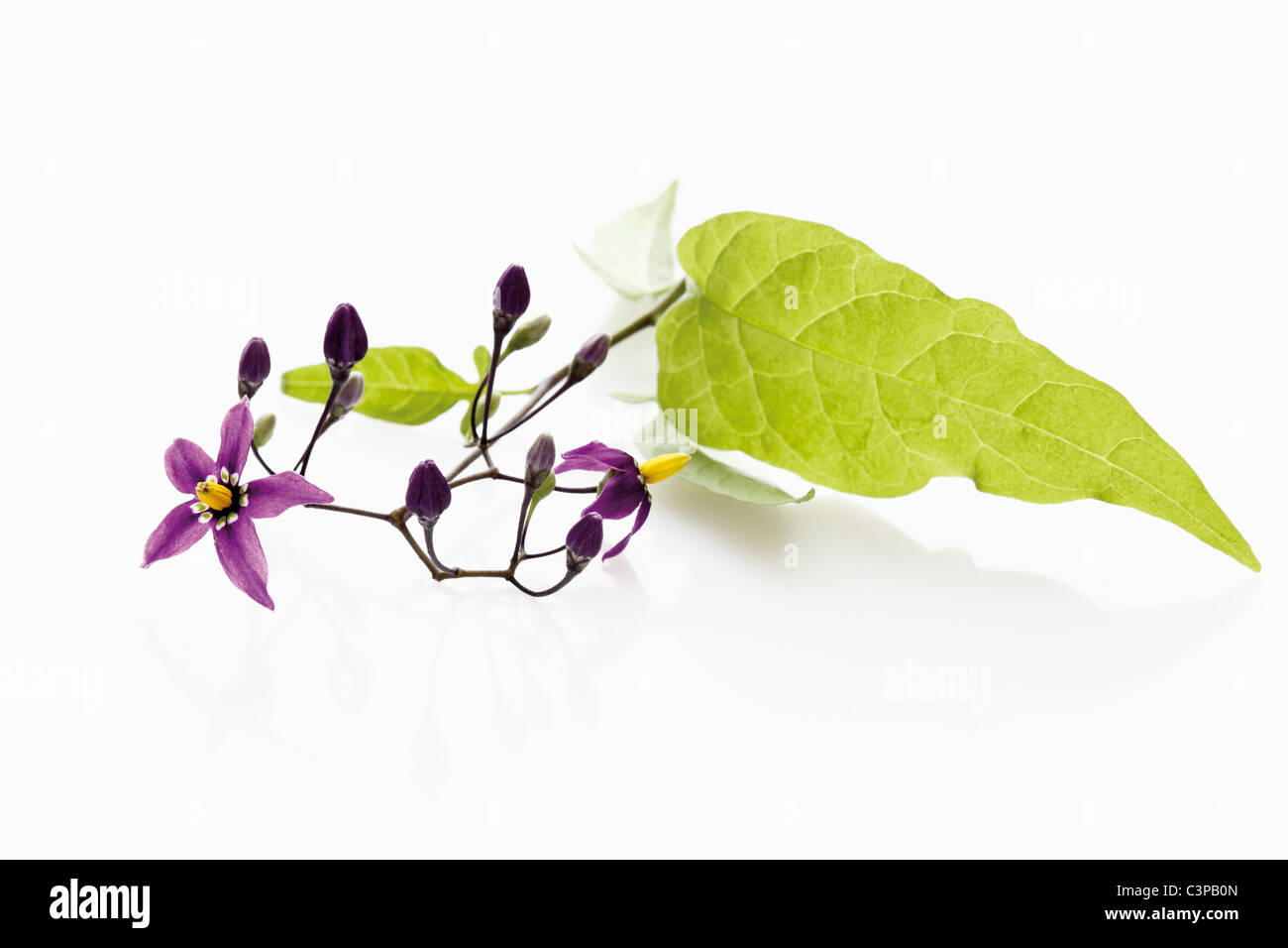 Close up of bittersweet nightshade on white background Stock Photo - Alamy
