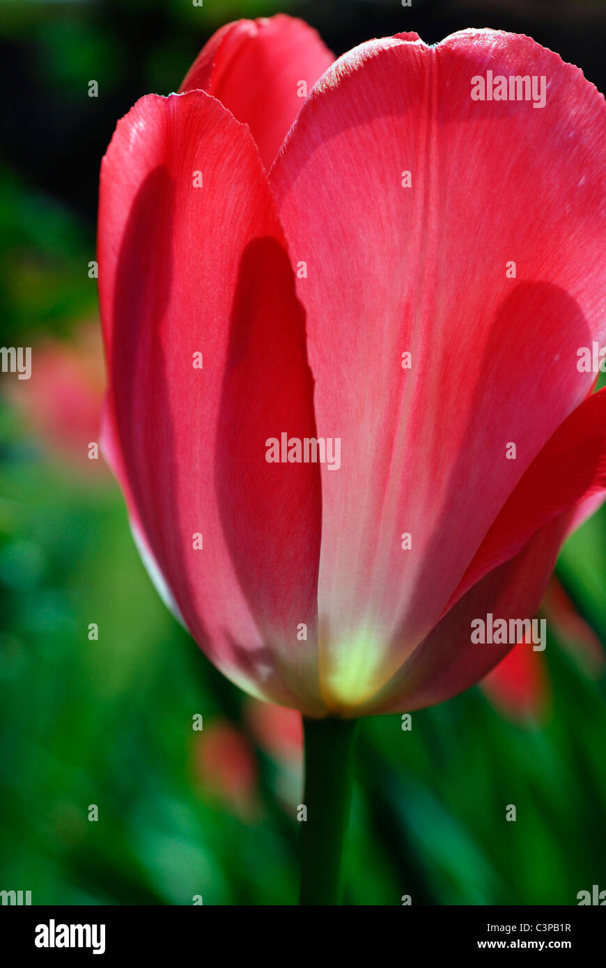 Back of tulip hi-res stock photography and images - Alamy