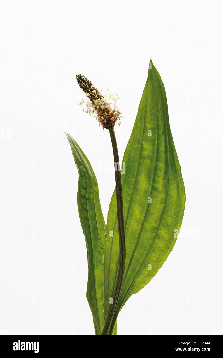 Plantain stem hi-res stock photography and images - Alamy