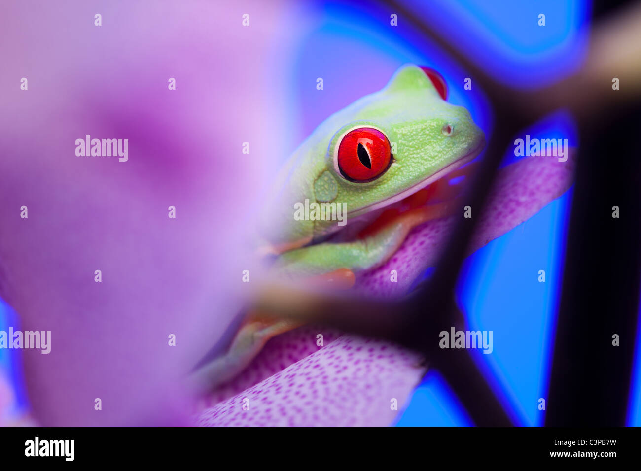 Green frog on plant. Blue background Stock Photo - Alamy