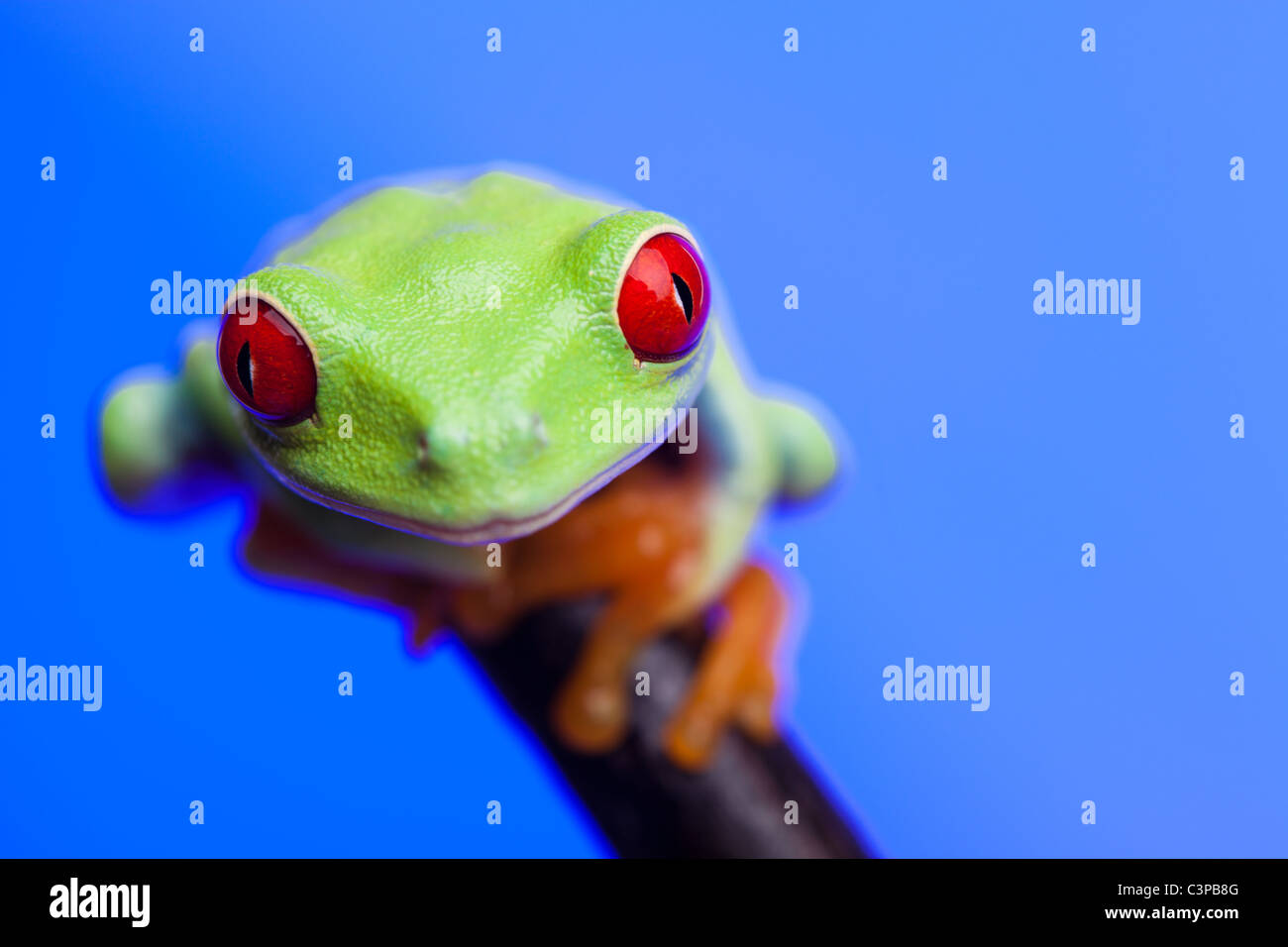 Green frog on plant. Blue background Stock Photo - Alamy