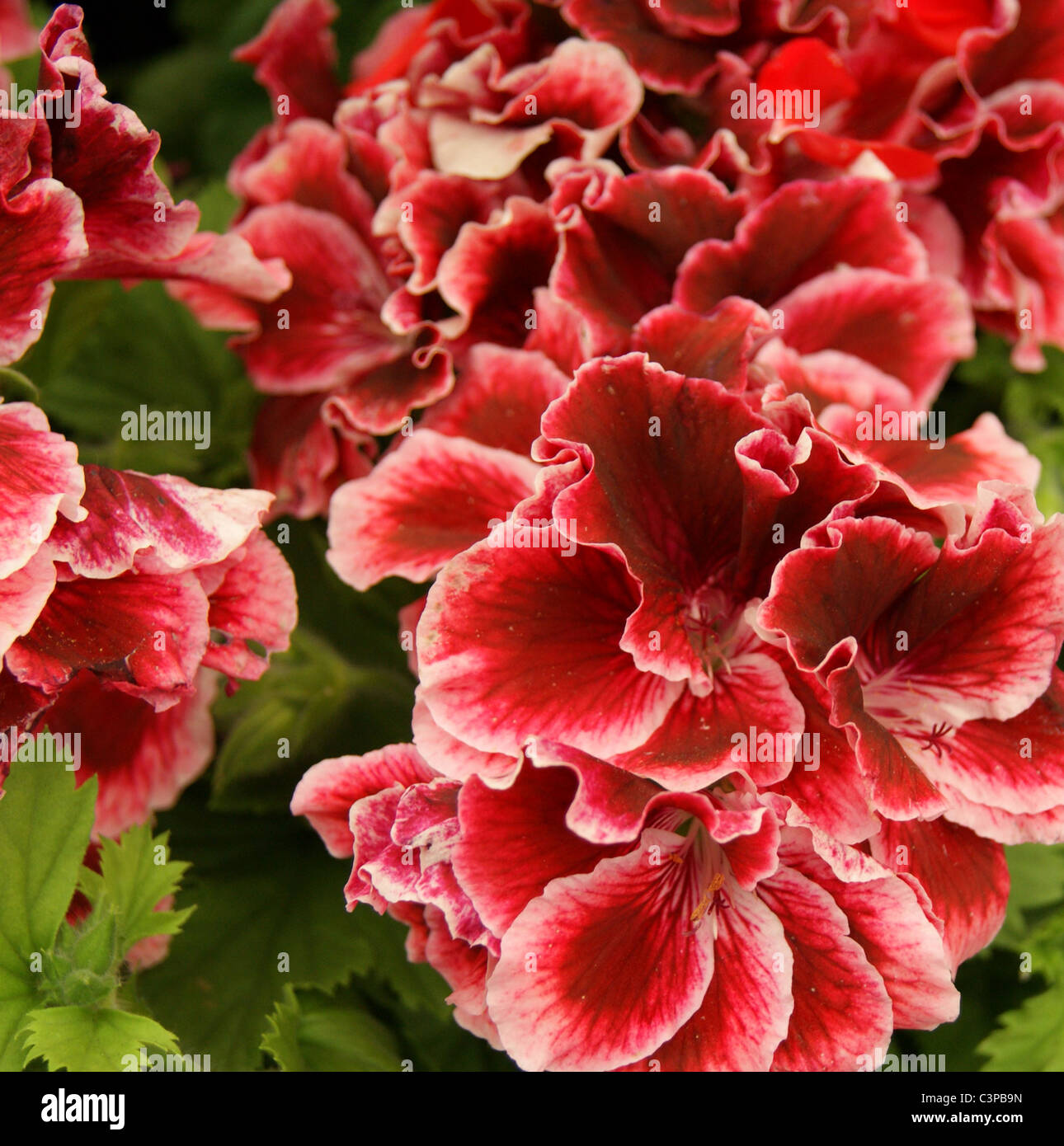 Geranium - Mayday Stock Photo - Alamy
