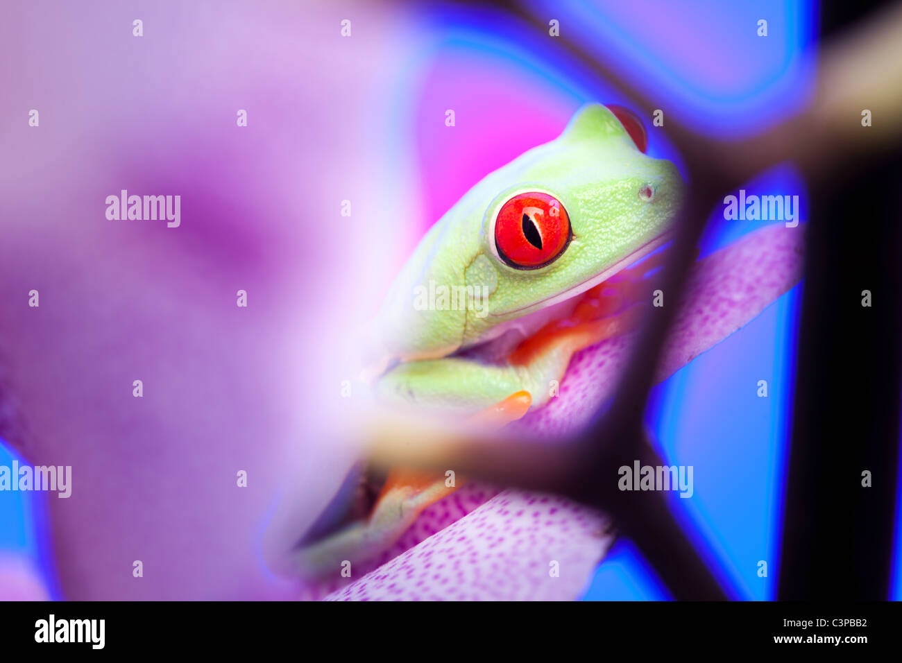 Green frog on plant. Blue background Stock Photo - Alamy