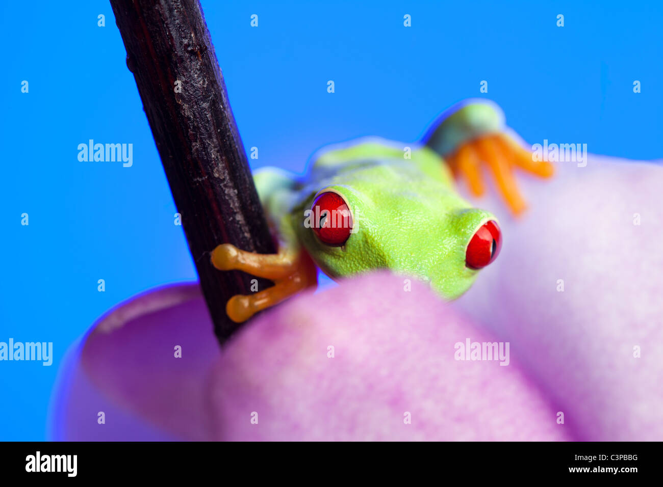 Green frog on plant. Blue background Stock Photo - Alamy