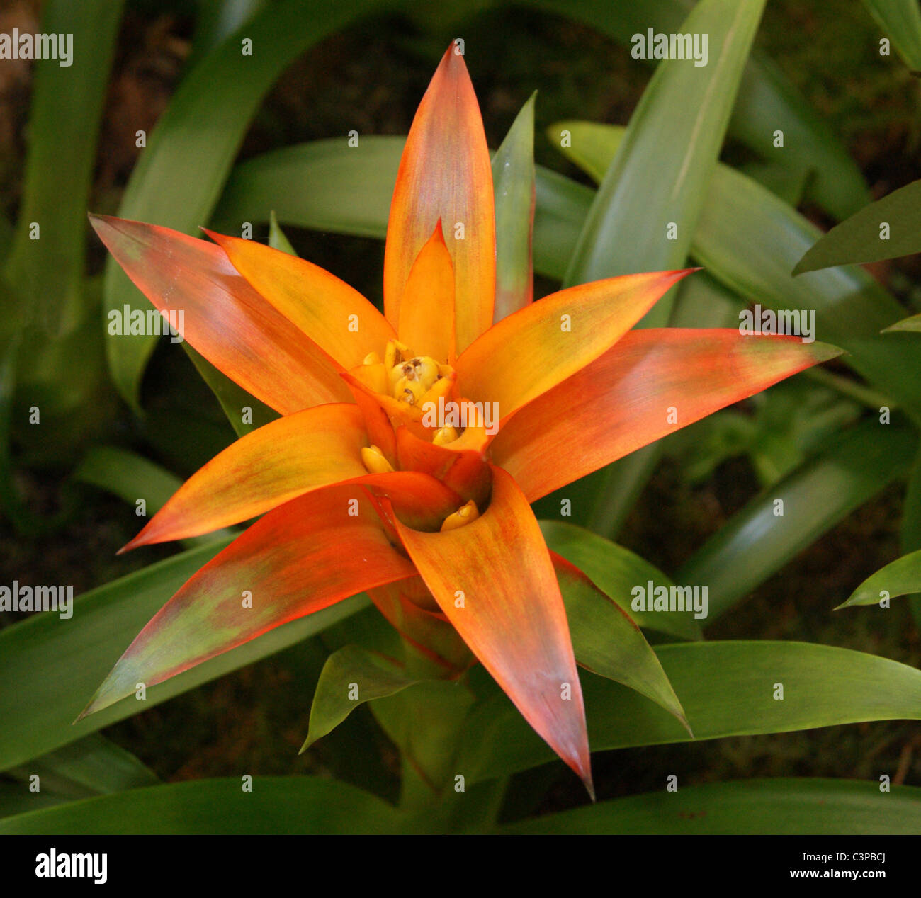 Guzmania hybrid hi-res stock photography and images - Alamy