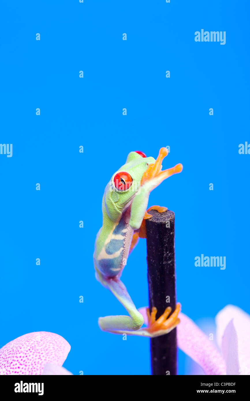Green frog on plant. Blue background Stock Photo - Alamy