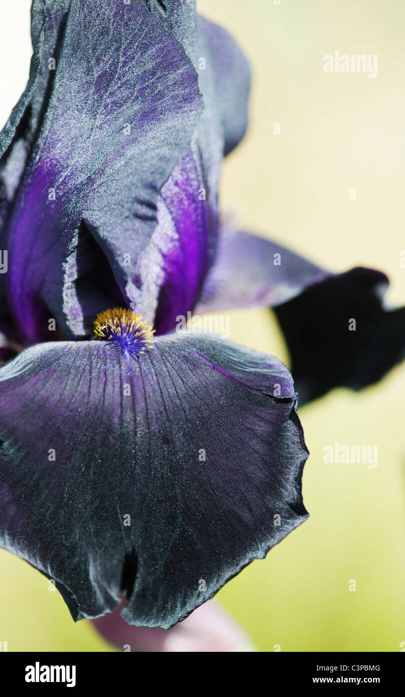 Interpol hi-res stock photography and images - Alamy