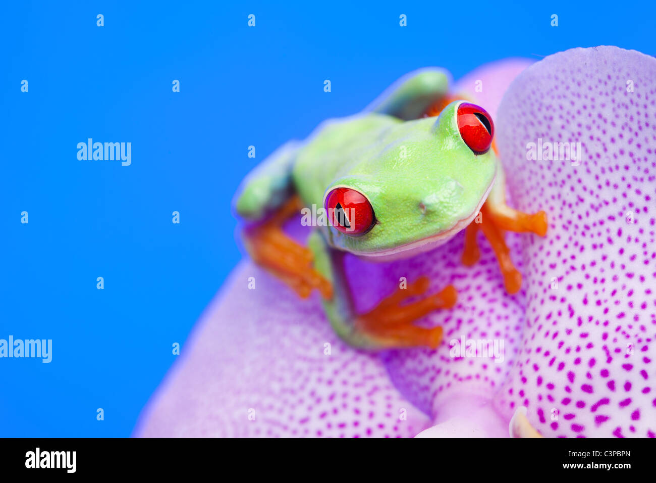 Green frog on plant. Blue background Stock Photo - Alamy
