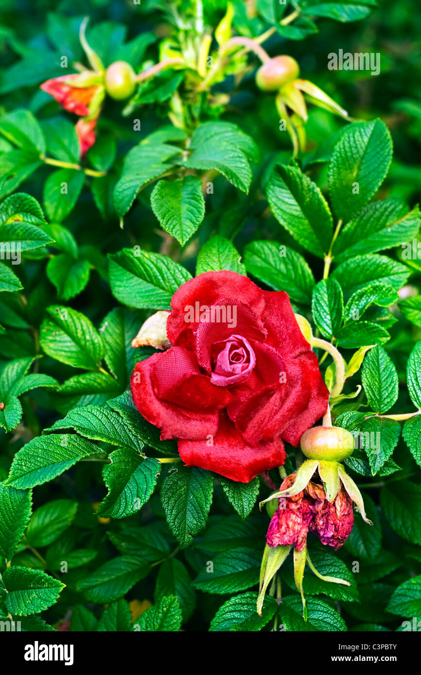 Find artificial flower in the bush blooming red rose Stock Photo - Alamy