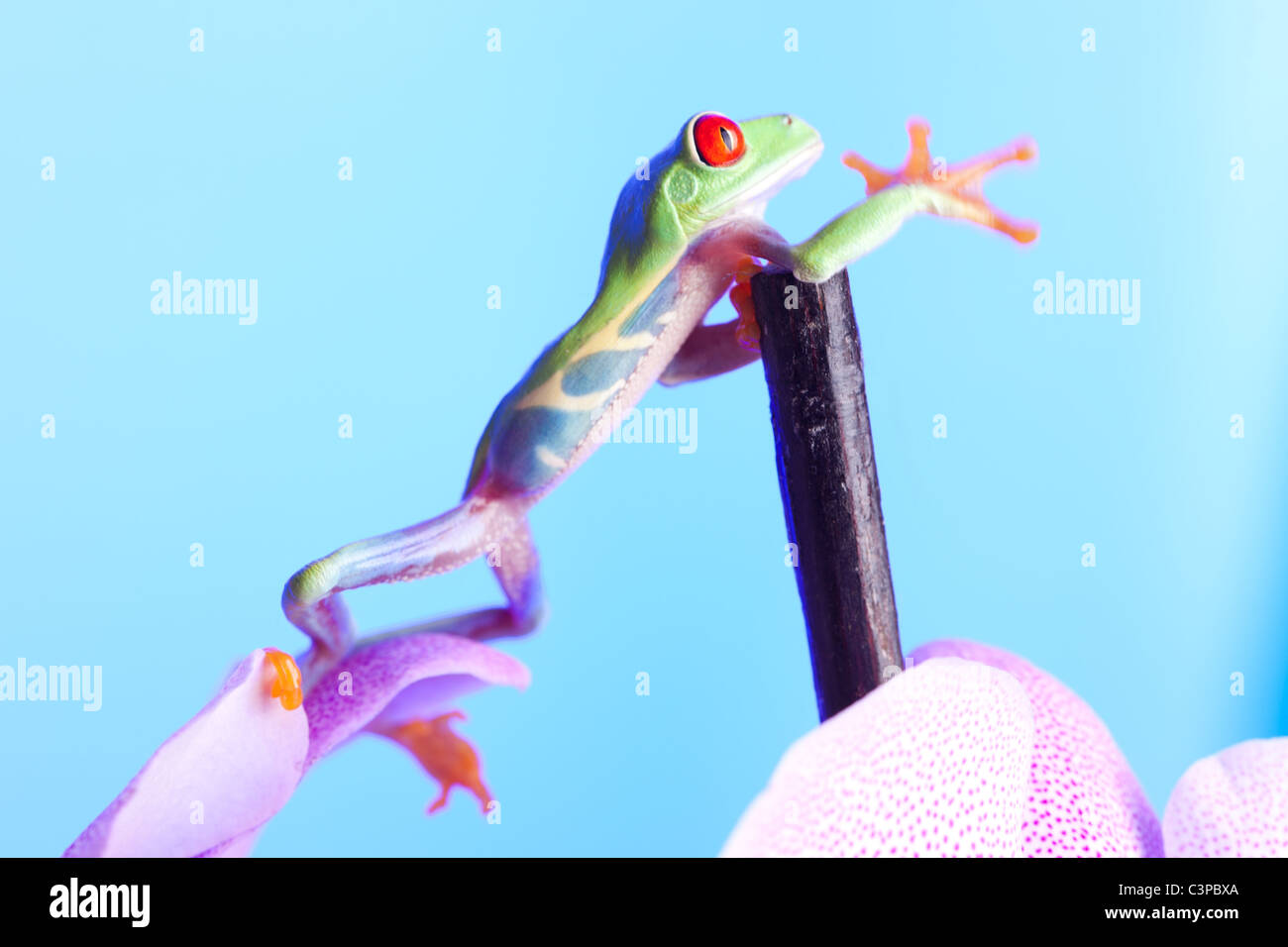 Green frog on plant. Blue background Stock Photo - Alamy