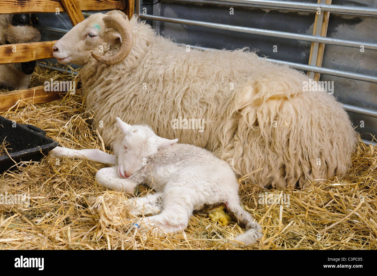 Newborn just born hi-res stock photography and images - Alamy