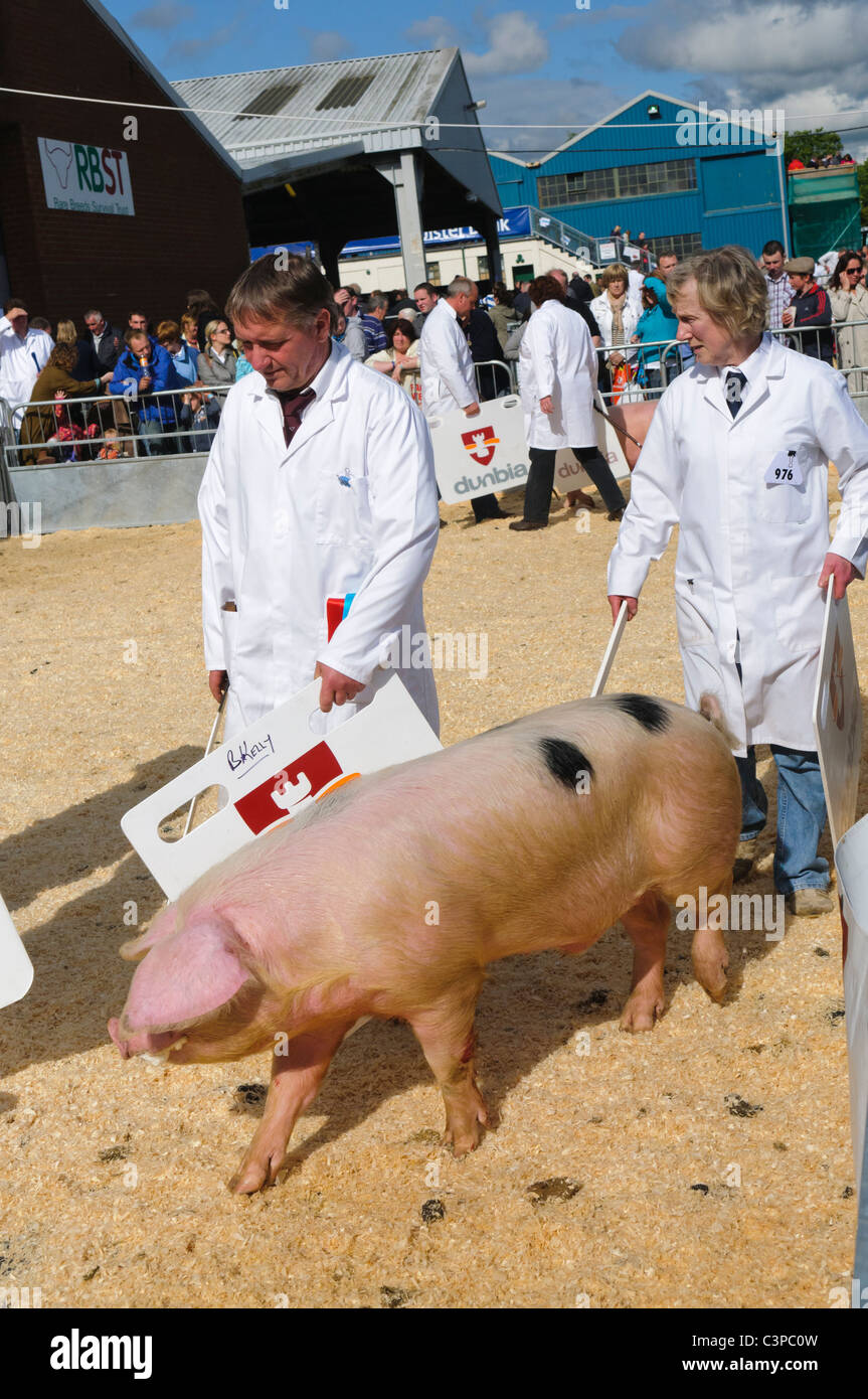 Gloucestershire Gloustershire Old Spot pigs are paraded around a ring ...