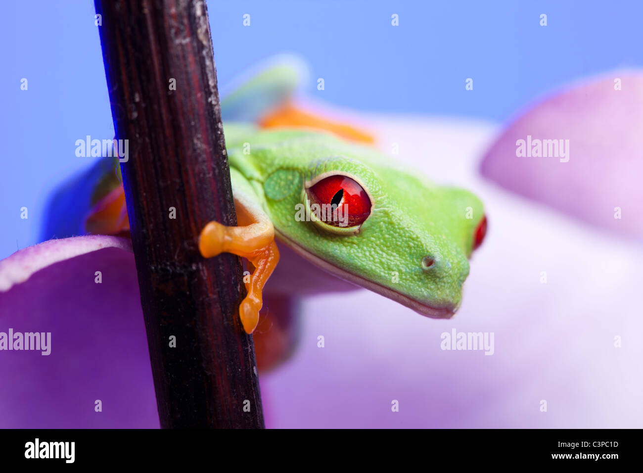 Green frog on plant. Blue background Stock Photo - Alamy