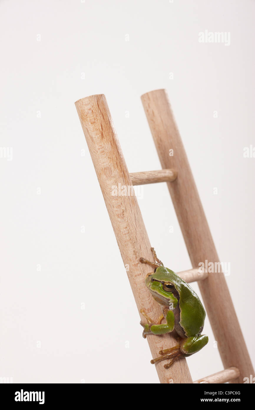 Tree frog climbing ladder against white background Stock Photo - Alamy