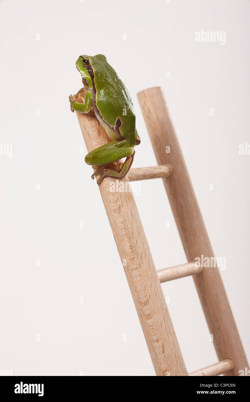 Frog ladder hi-res stock photography and images - Alamy