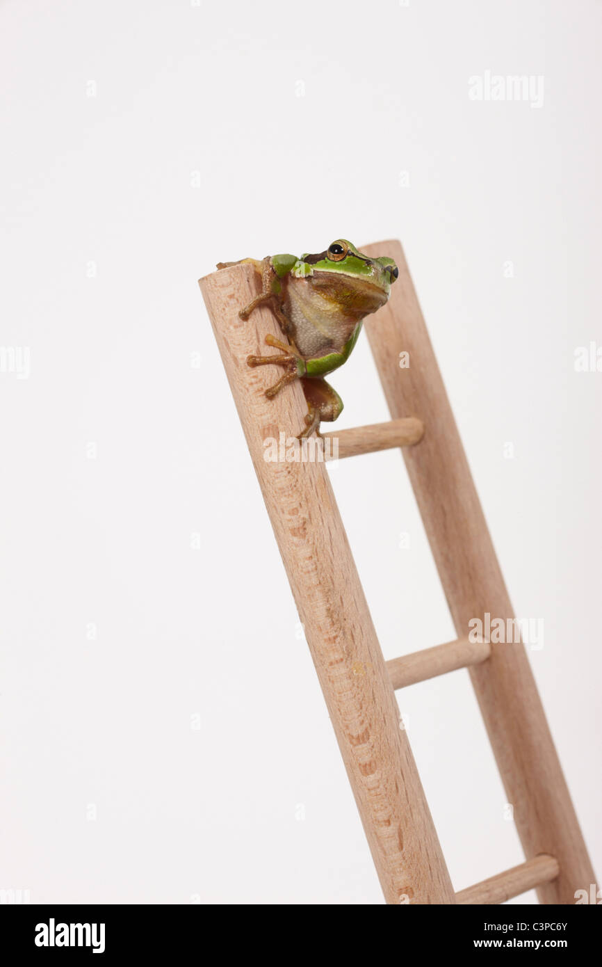Tree frog climbing ladder against white background Stock Photo - Alamy