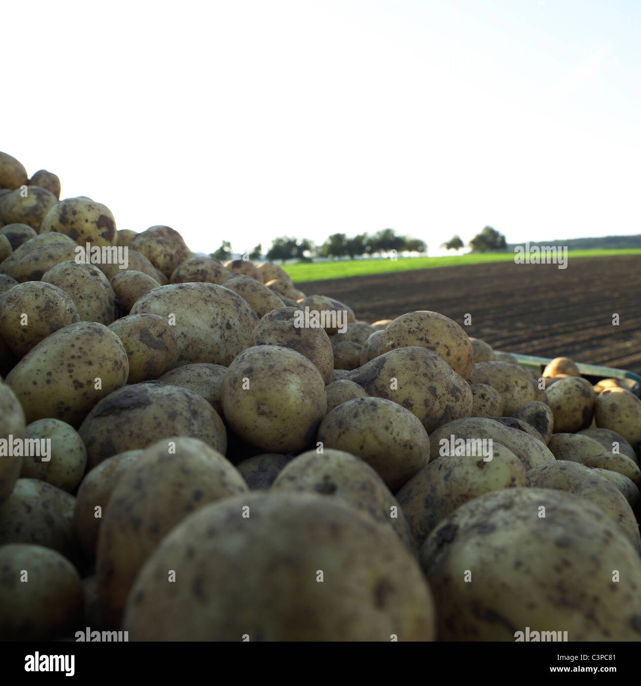 Potato field germany hi-res stock photography and images - Alamy
