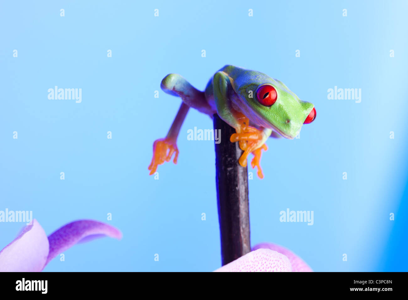 Green frog on plant. Blue background Stock Photo - Alamy