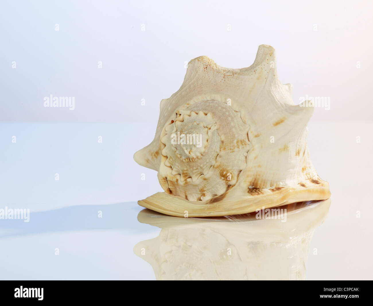 Sea snail shell hi-res stock photography and images - Alamy