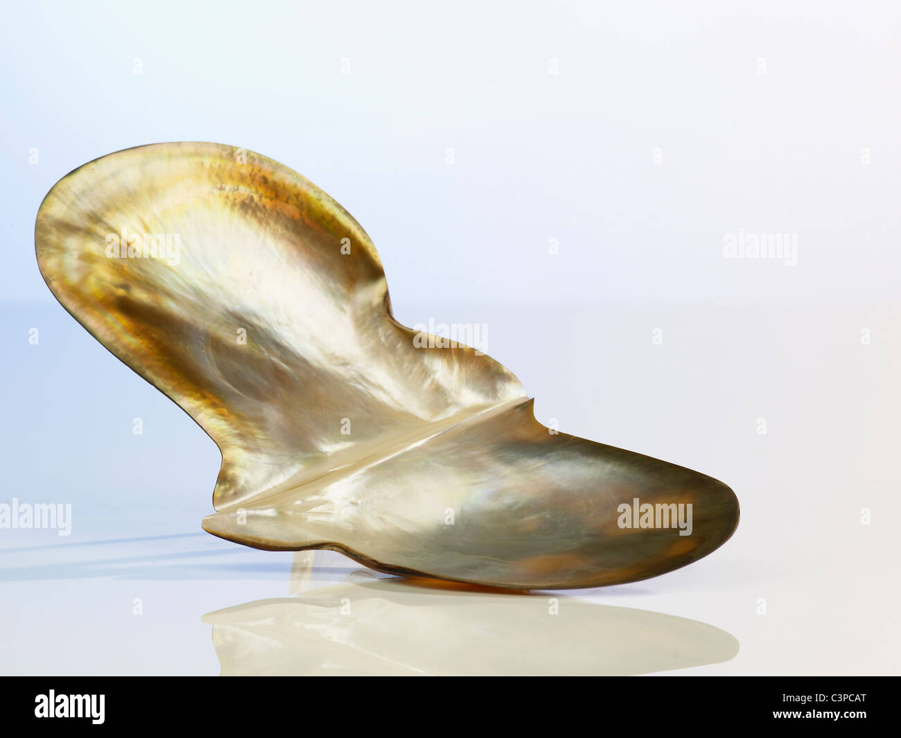 Close up of Mussel on white background Stock Photo - Alamy