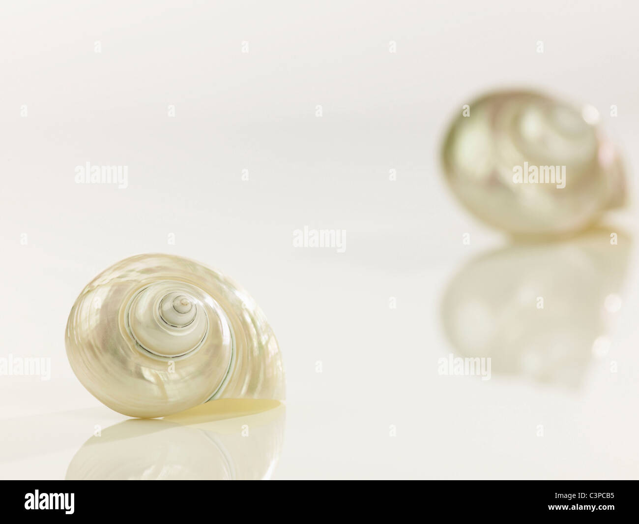 Sea snail shell hi-res stock photography and images - Alamy