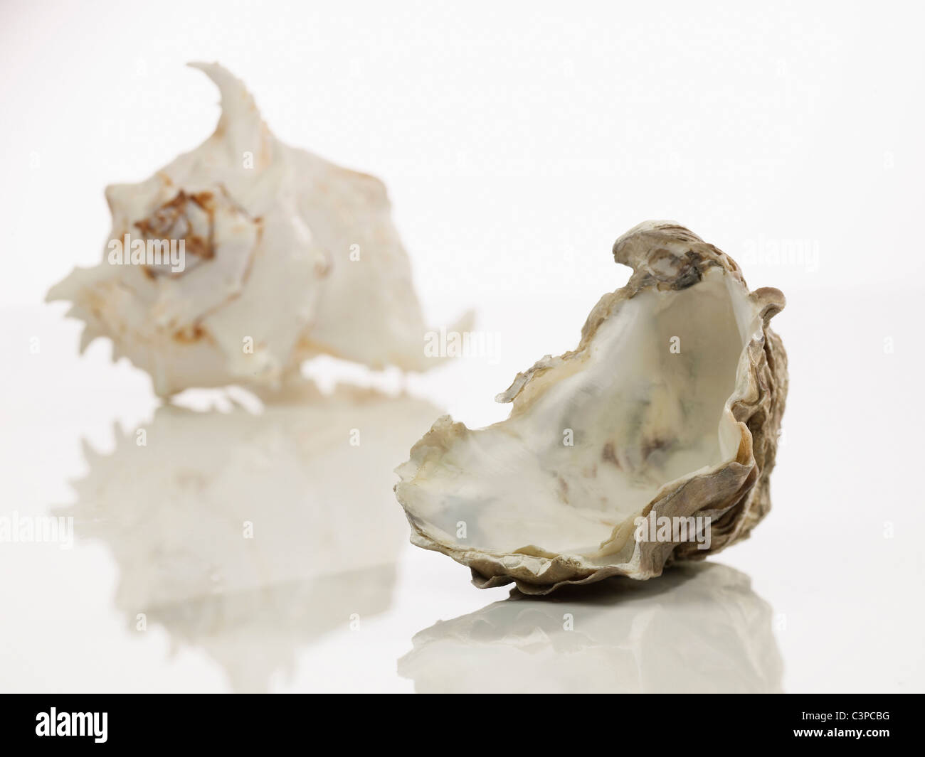 Close up of oyster shell on white background Stock Photo - Alamy