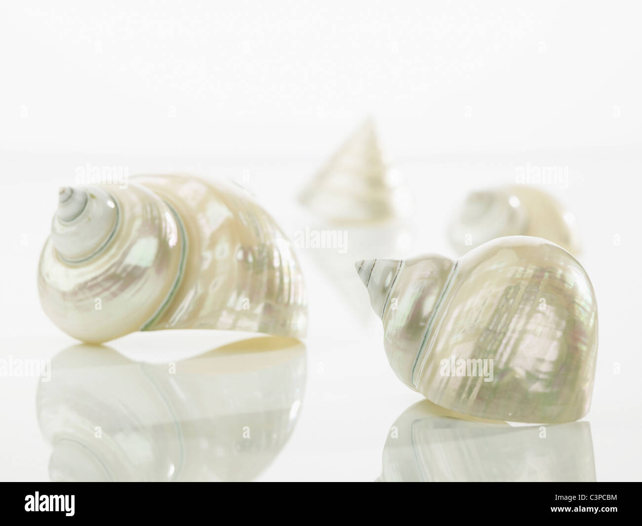 Close up of sea snail shell on white background Stock Photo - Alamy