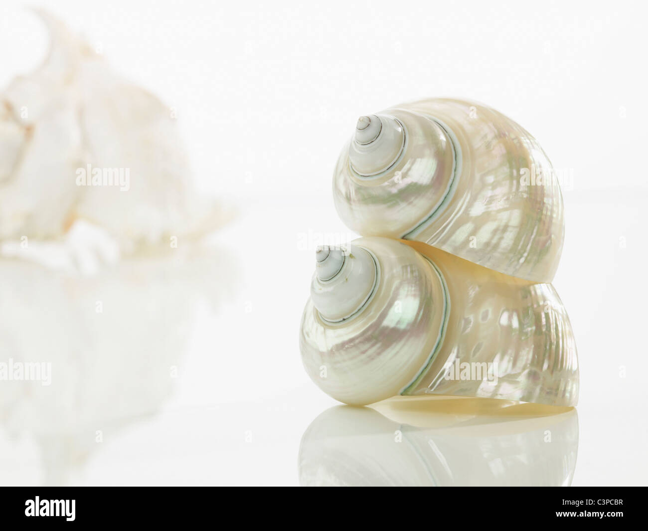 Close up of sea snail shell on white background Stock Photo - Alamy