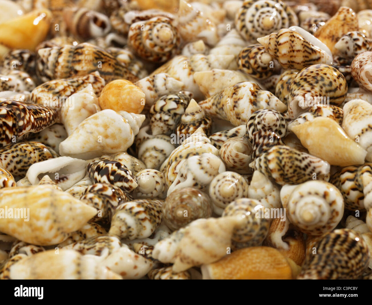Variety of shells, full frame Stock Photo - Alamy