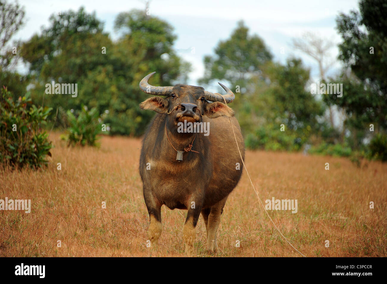 Bull with ring in nose hi-res stock photography and images - Alamy