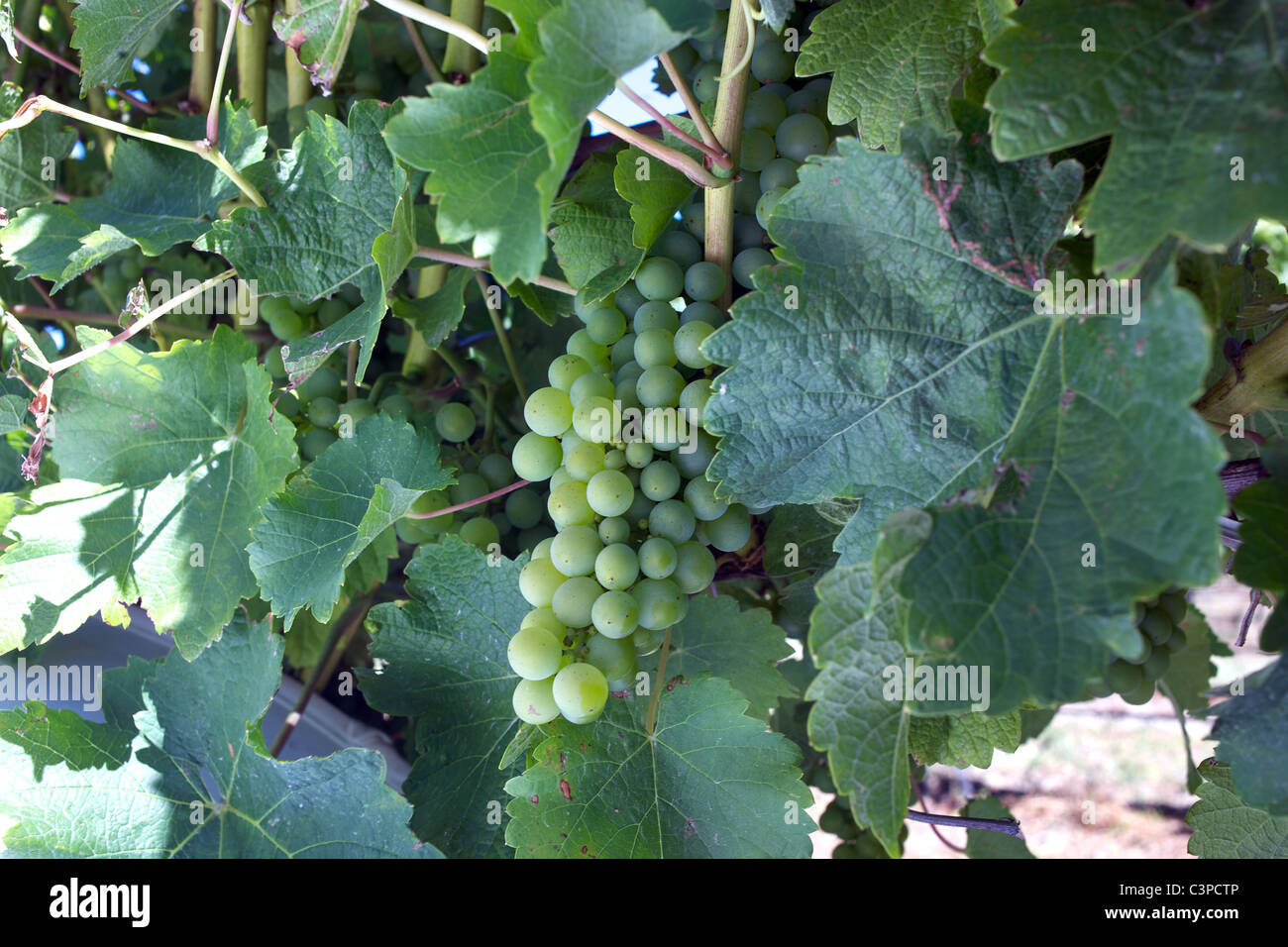 Sauvignon Blanc grapes on the vine in the Marlborough Wine Region ...