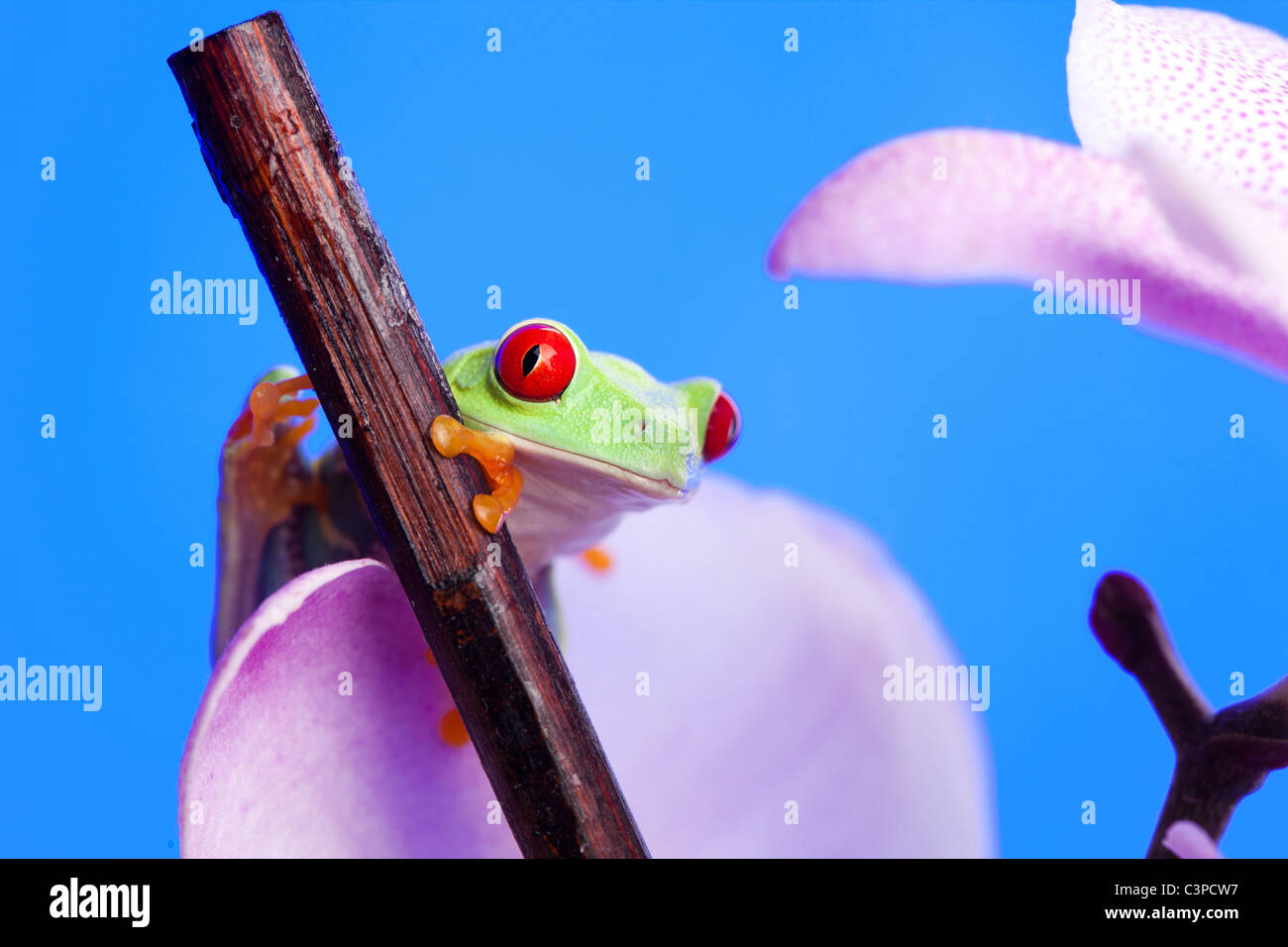 Green frog on plant. Blue background Stock Photo - Alamy