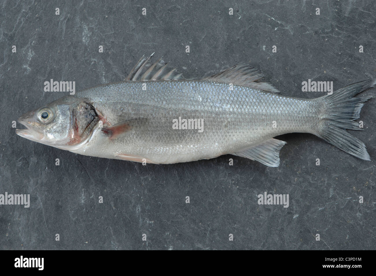 Germany, Bavaria, Ammersee, Dead sea bass fish Stock Photo - Alamy