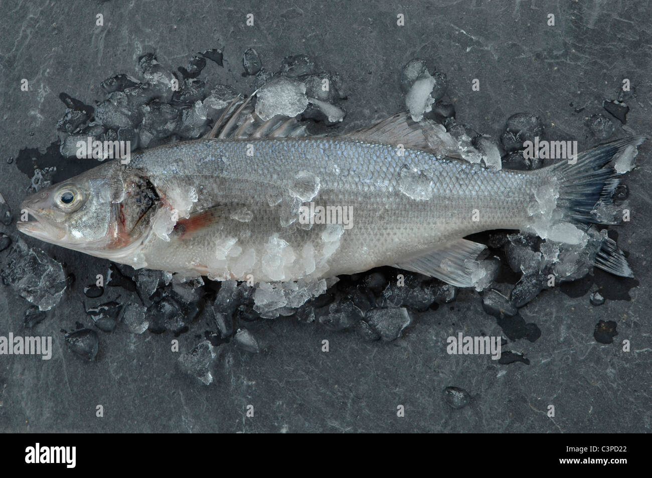 Germany, Bavaria, Ammersee, Dead sea bass fish preserves with ice Stock ...