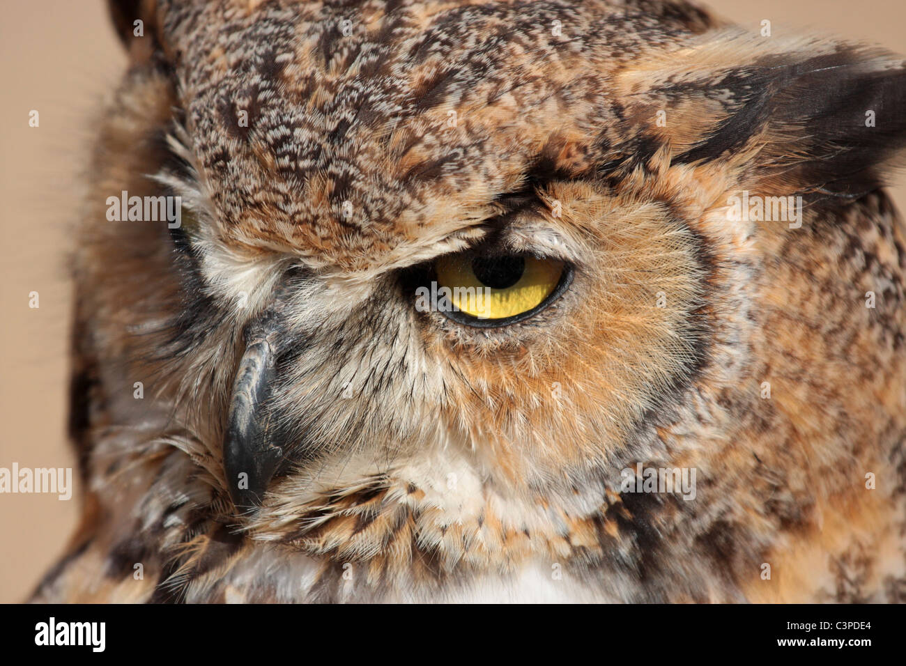 Owl head shot hi-res stock photography and images - Alamy
