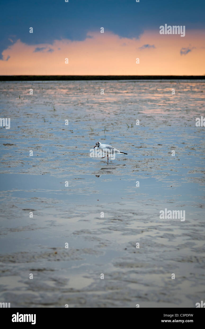 Bird in the Wadden Sea, germany Stock Photo - Alamy