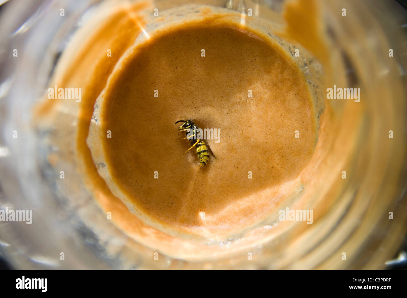 Coffee insect hi-res stock photography and images - Alamy