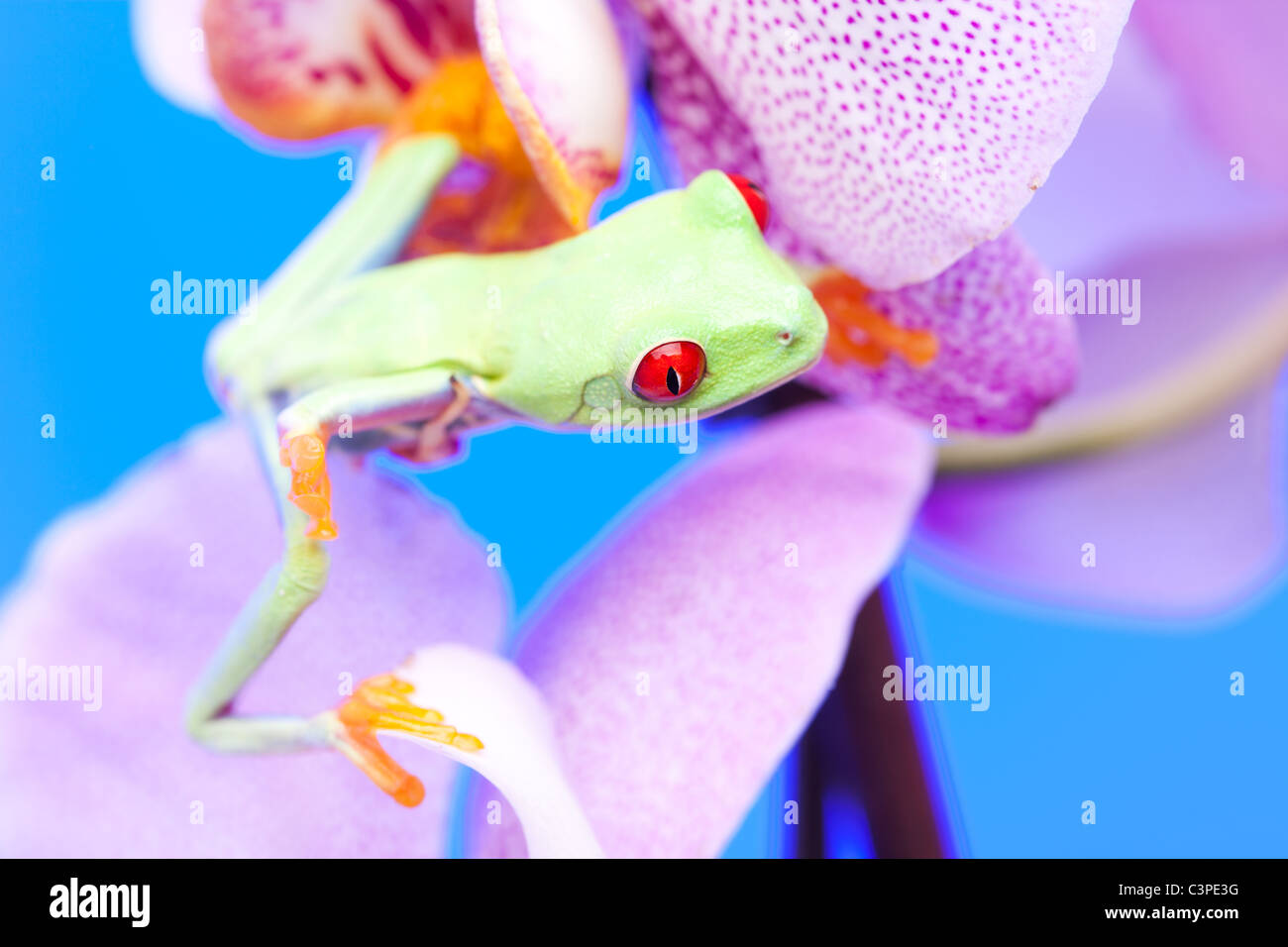 Green frog on plant. Blue background Stock Photo - Alamy