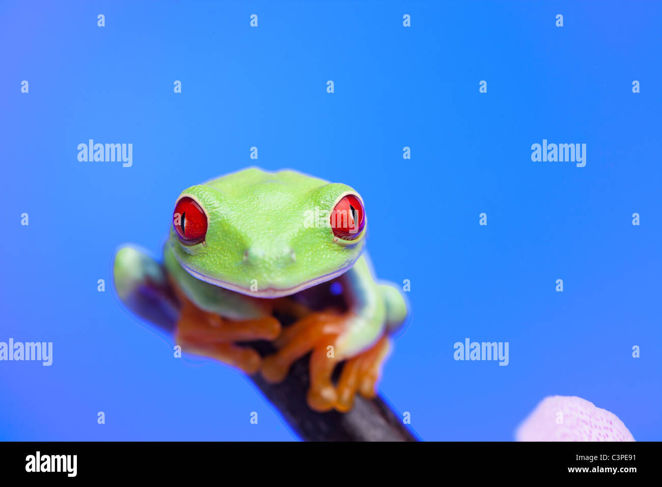 Green frog on plant. Blue background Stock Photo - Alamy