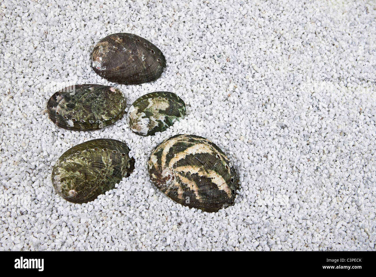 several black and grey shells in white sand Stock Photo - Alamy