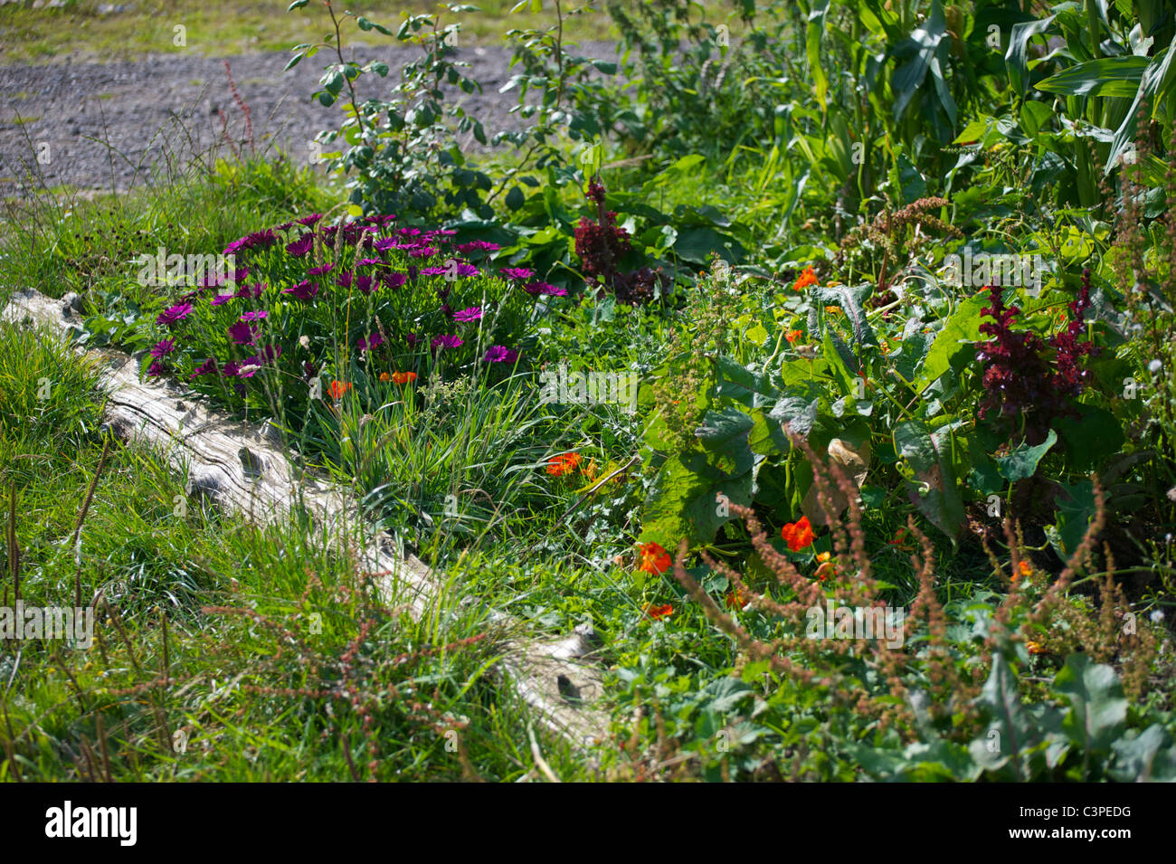 Wild kitchen garden hi-res stock photography and images - Alamy