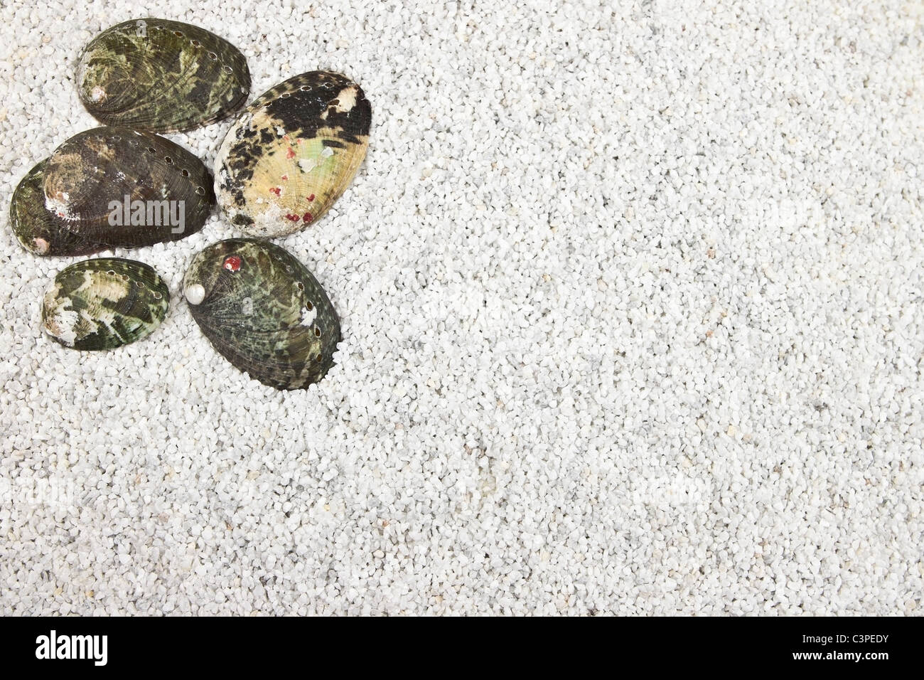 several black and grey shells in white sand Stock Photo - Alamy