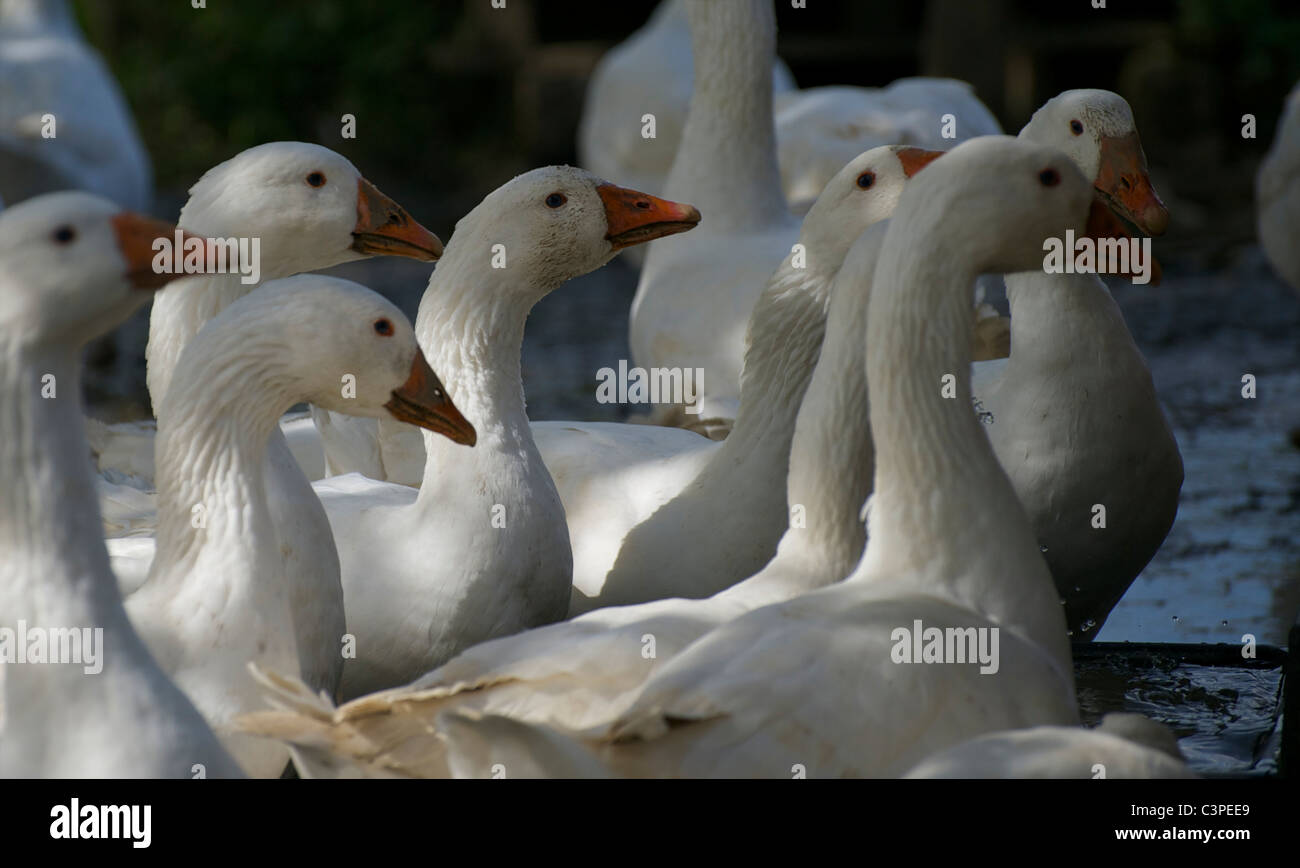 Embden geese hi-res stock photography and images - Alamy