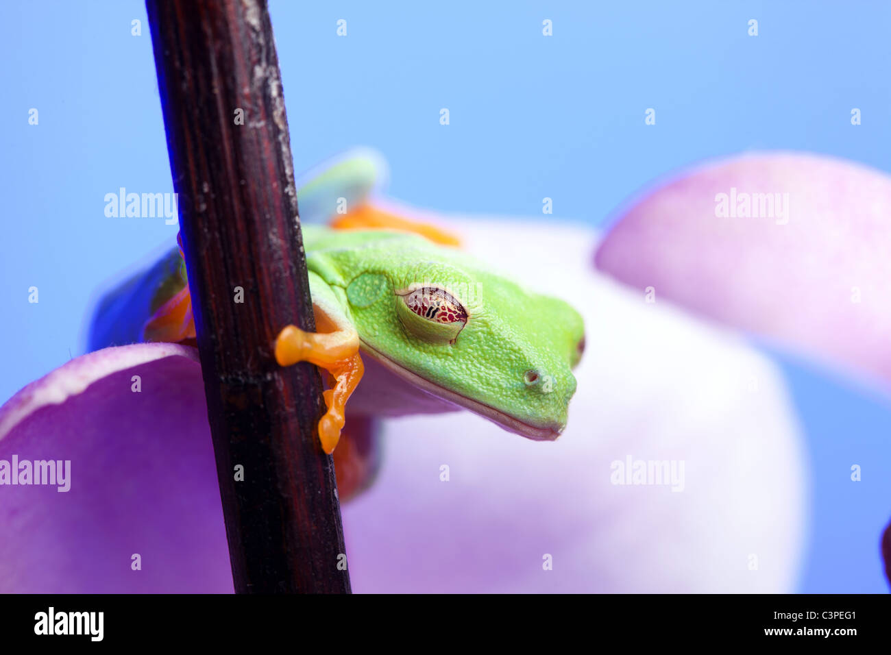 Green frog on plant. Blue background Stock Photo - Alamy