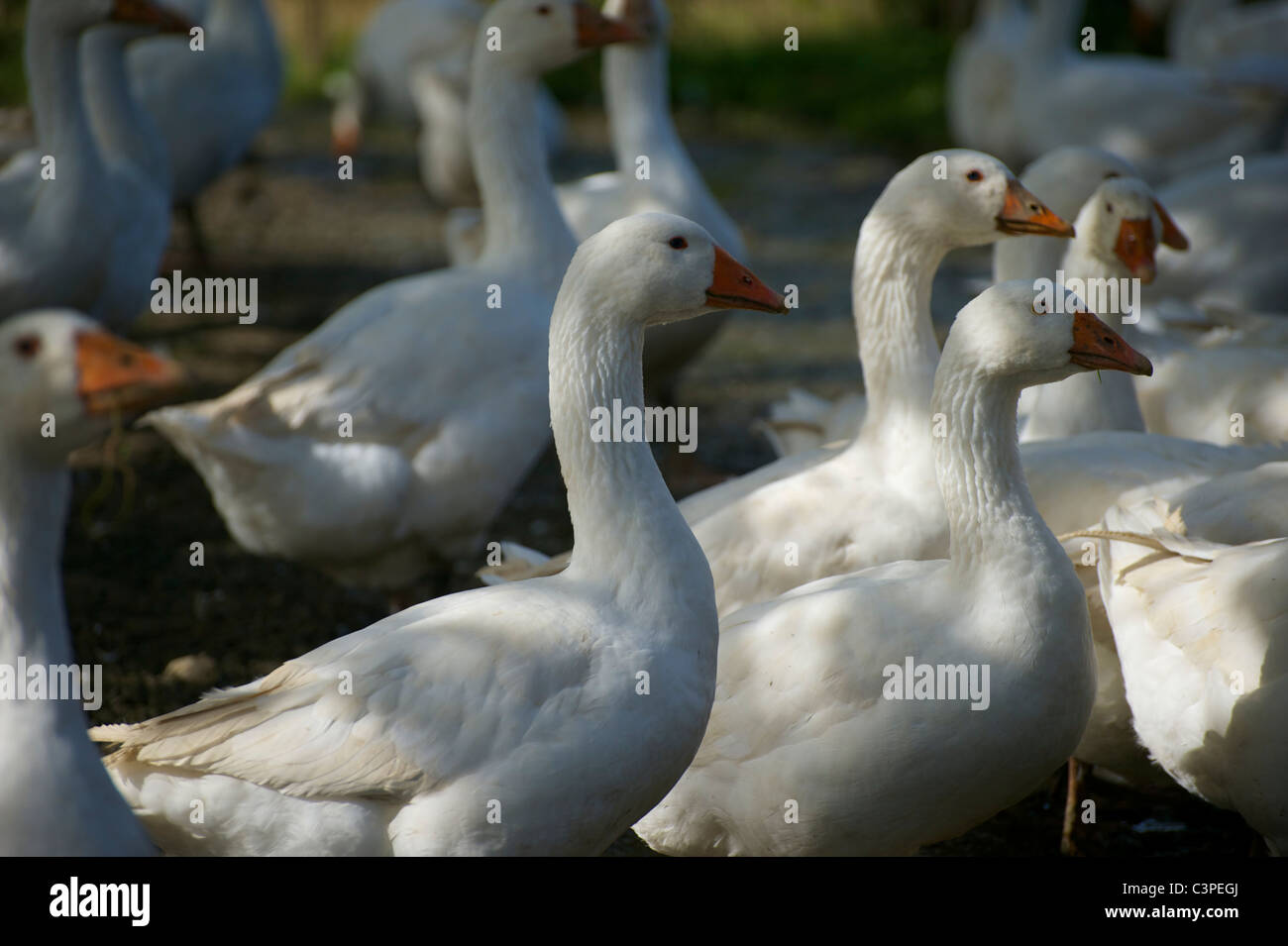 Close up of Embden geese in the dappled evening sunshine Stock Photo ...