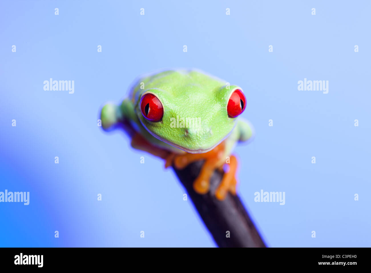 Green frog on plant. Blue background Stock Photo - Alamy