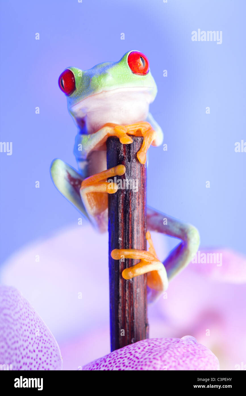 Green frog on plant. Blue background Stock Photo - Alamy