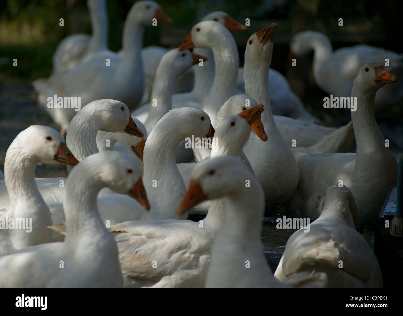Embden Geese Stock Photos & Embden Geese Stock Images - Alamy